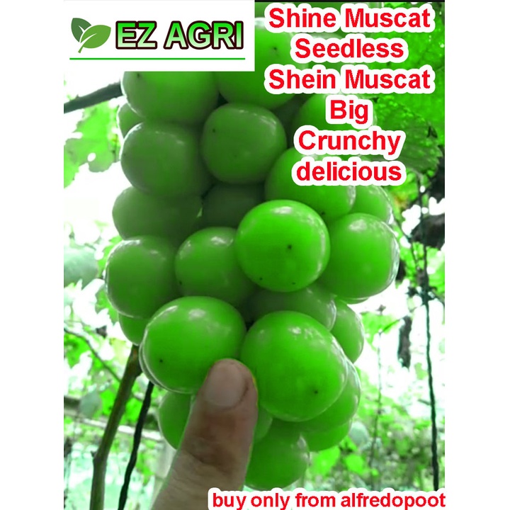 seedless Shine Muscat Grapes cuttings by alfredopoot ez agri authentic ...