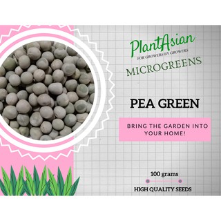 AKLENG PARANG TREE SEEDS 7 SEEDS | Shopee Philippines