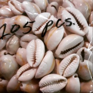 Sigay Sea Shells Small for Sungka | Shopee Philippines