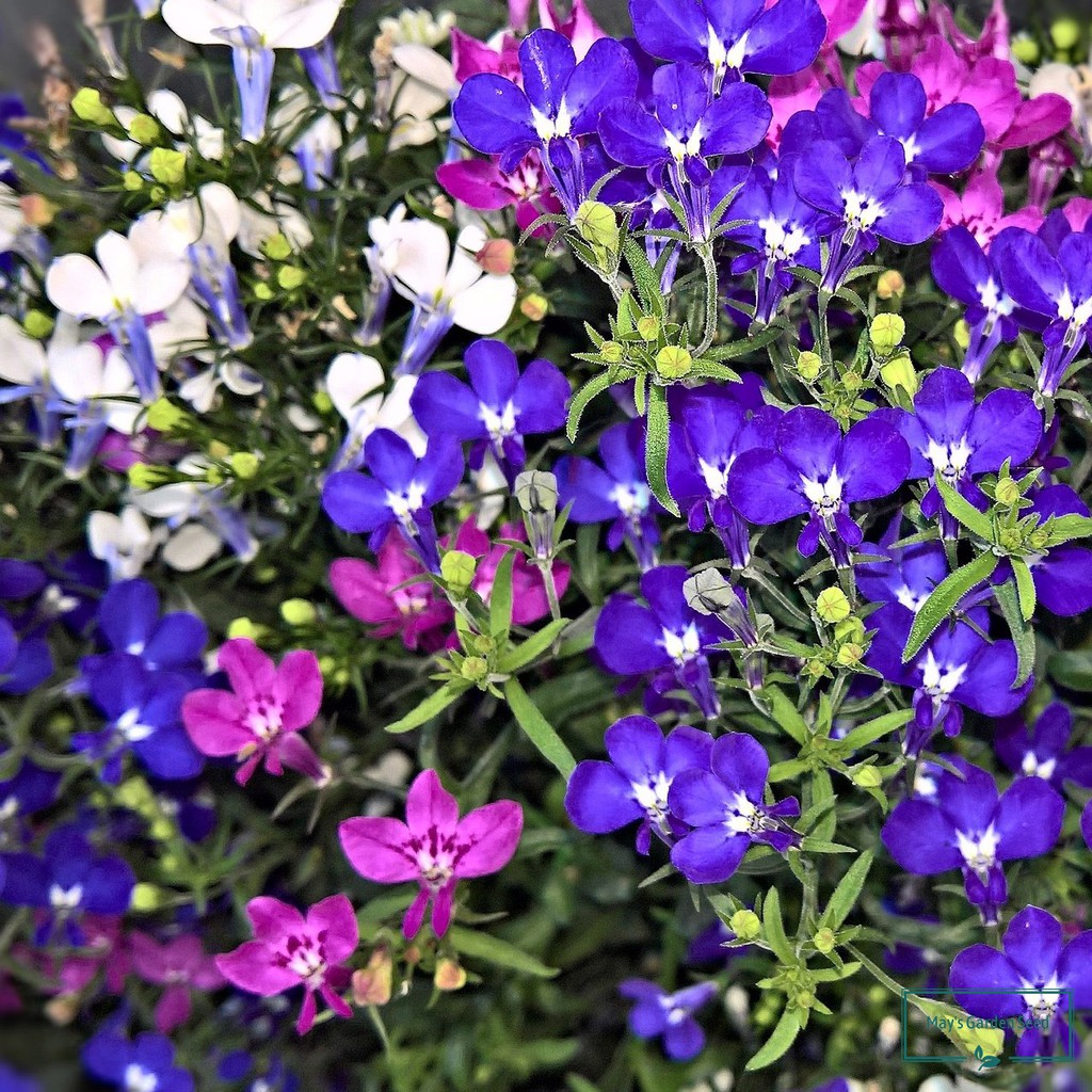 Mixed Lobelia Erinus Seeds, Color Jumbo, Flower Seeds#116 | Shopee ...