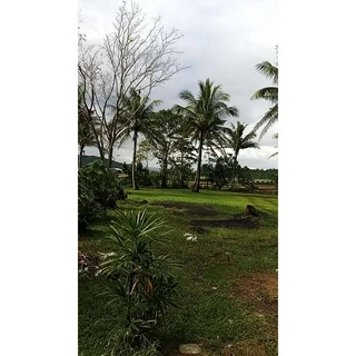 Coco Coconut Shell Charcoal Uling | Shopee Philippines