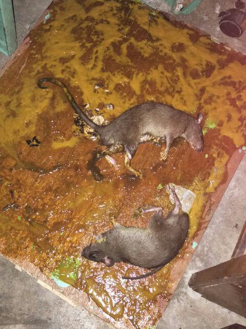 Bosny Rat Glue (400 grams or 1 Liter) | Shopee Philippines