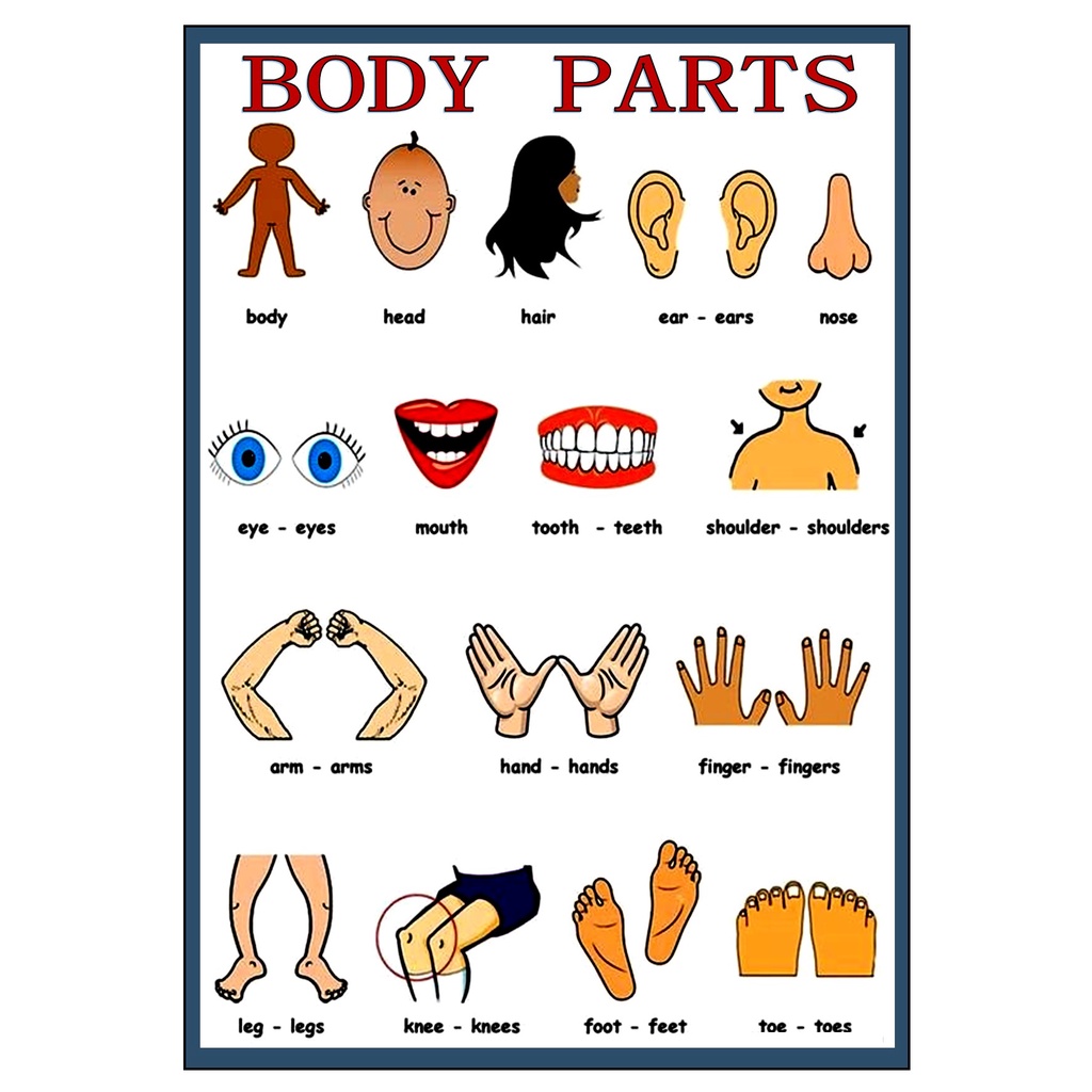 BODY PARTS LAMINATED CHART (A4 SIZE) | Shopee Philippines