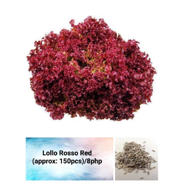 Lollo Rosso Red Lettuce Seeds (approx: 150pcs) | Shopee Philippines