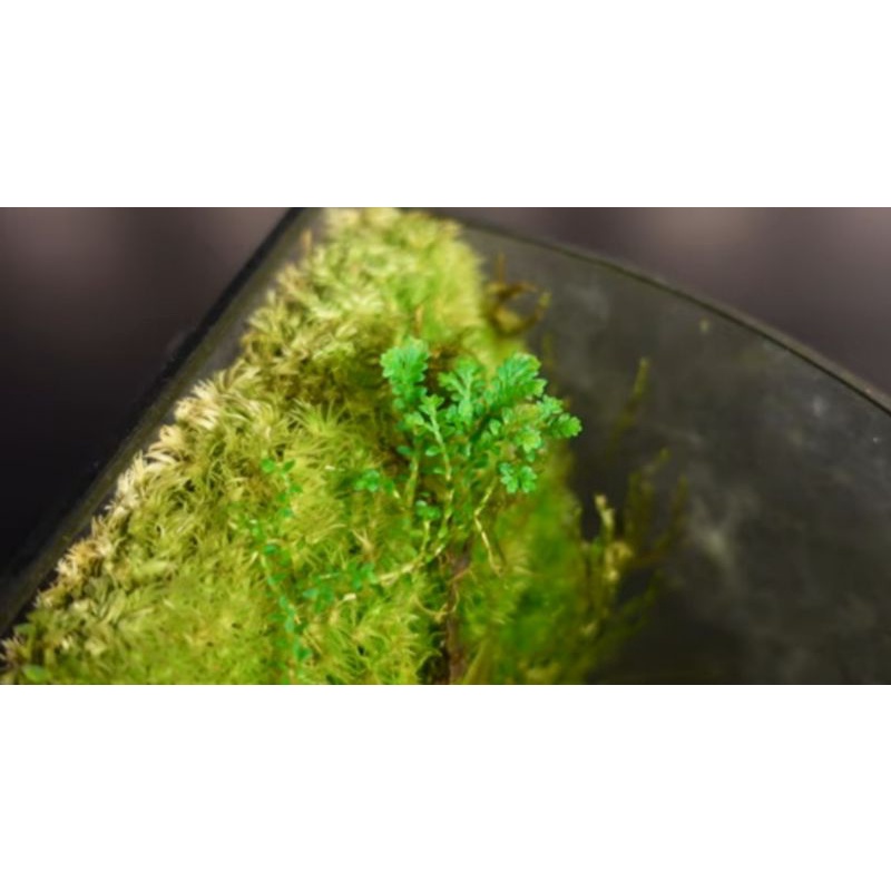 Selaginella uncinata (peacock spike moss) plant for terrarium | Shopee ...