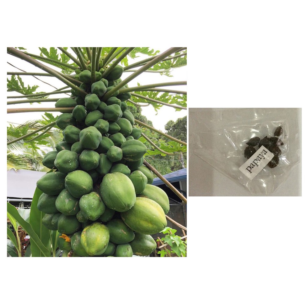 papaya pawpaw sinta fruit tree seeds | Shopee Philippines