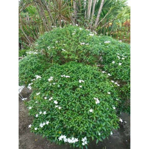 Tabernaemontana Pandacaqui | ubicaciondepersonas.cdmx.gob.mx