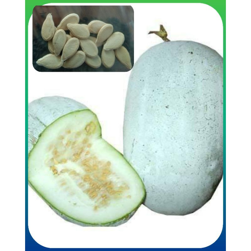 Kundol Seeds (20 pcs Wax Gourd/ Ash Gourd/ Winter Melon Seeds) | Shopee ...