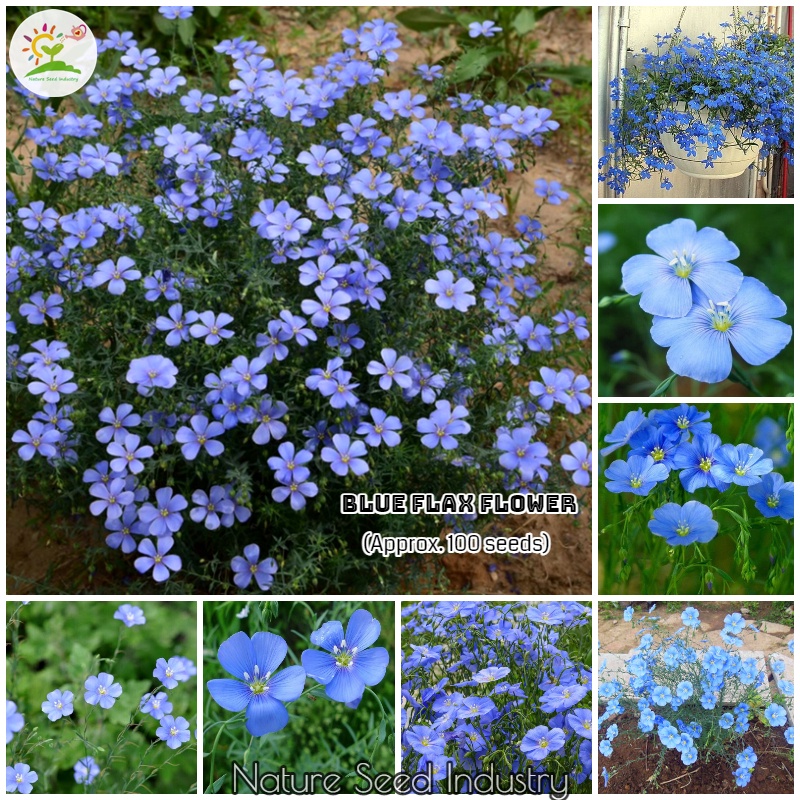 Blue Flax Flower Seeds for Planting 100 seedspack - Flower Seeds Bonsai ...