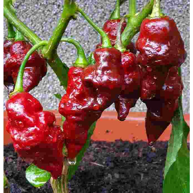 F1 HOT Spicy Red Indian Devil Pepper Seeds ( REPACKED 20 Seeds ...