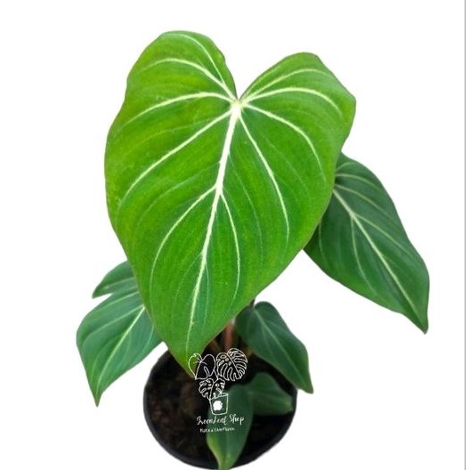 RARE Philodendron Gloriosum TOP RARE Plants in Collection Solidly ...