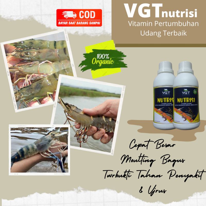 Vgt Probiotic Nutrition Shrimp vitamin Shrimp Growth Shrimp Shrimp ...