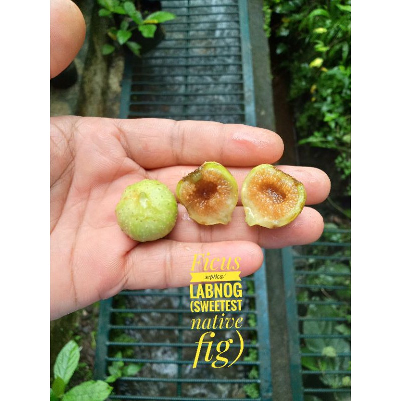 Tibig | Tubog | Philippine Fig | Rooted cutting | Water tree Rooted ...