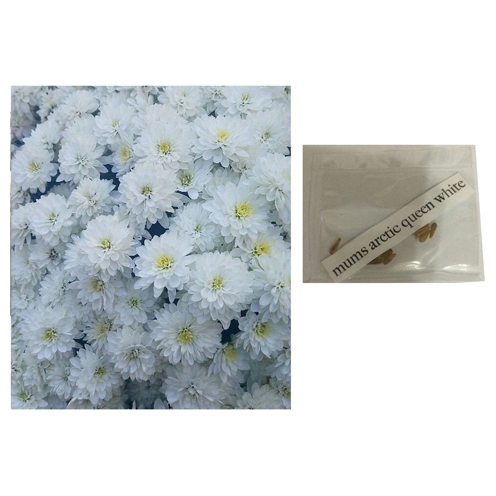 chrysanthemum white button flower seeds | Shopee Philippines