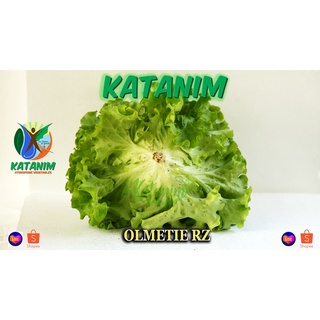 Olmetie Lettuce Seeds by Rijk Zwaan (repacked seeds 100 - 500 pills ...