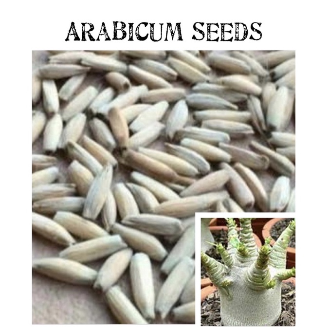 Arabicum Seeds Siam Variety | Shopee Philippines
