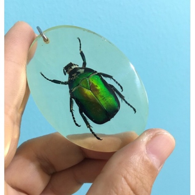 Metallic Green Flower Beetle Insect Keychain Beautiful Natural Colors ...