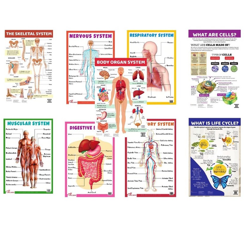 Laminated Educational Charts A4 size (SCIENCE) | Shopee Philippines