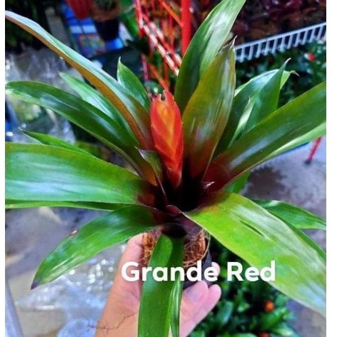 GRANDE RED VRIESEA (mini bromeliad) | Shopee Philippines