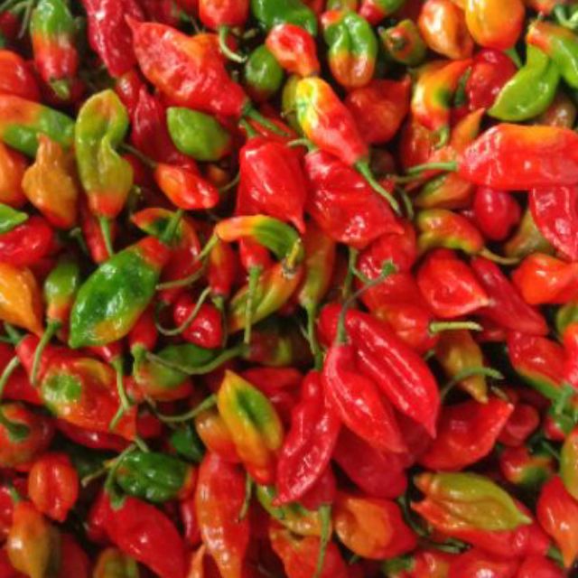 Siling Demonyo Pepper Seeds (Capsicum Chinense) | Shopee Philippines