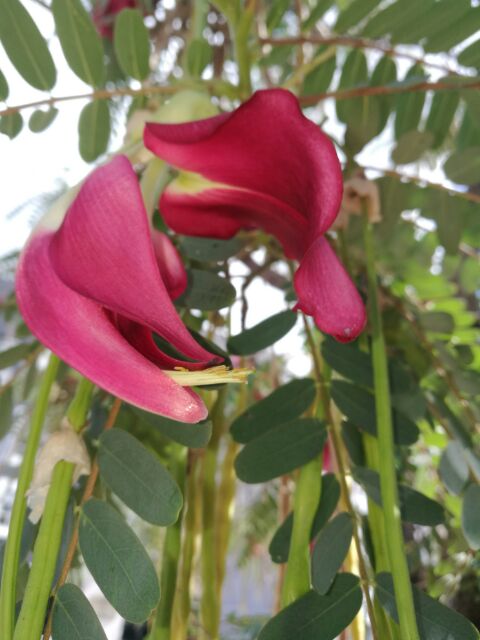 Katuray Flower Nutrients | Best Flower Site