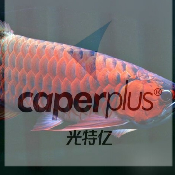 caperplus.ph, Online Shop | Shopee Philippines