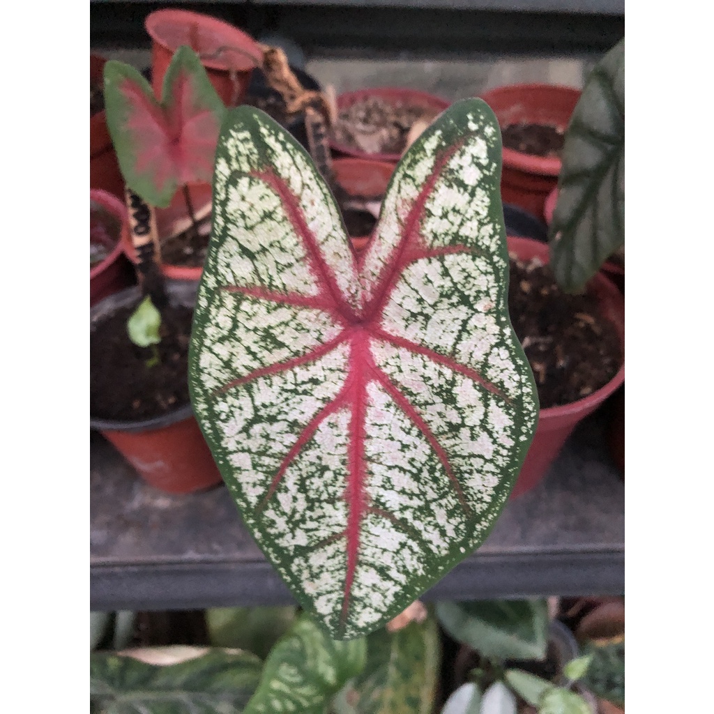 gypsy rose US caladium live aroid plant | Shopee Philippines