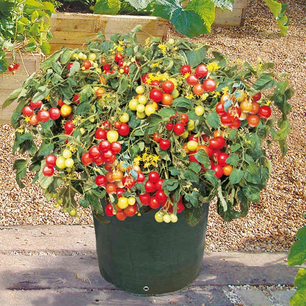Micro Tomato Seeds - Sprinkles Tomato Seeds - Sunset Mix - Vegetable ...
