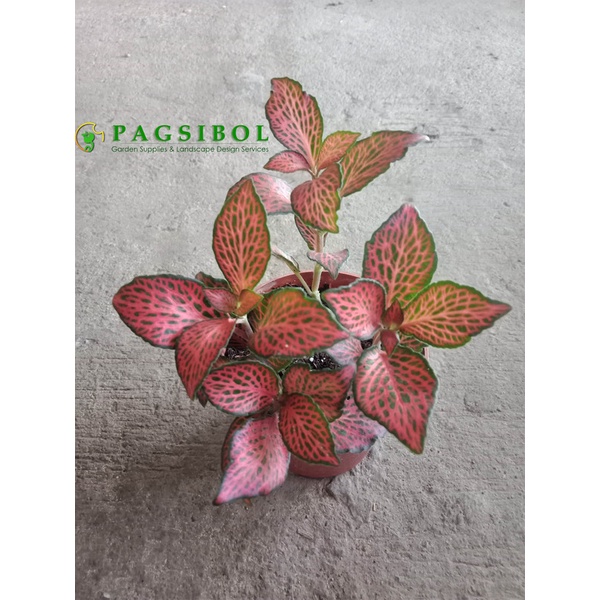 Fittonia Red Anne (ESTABLISHED) | Shopee Philippines