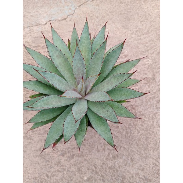 Blood Spot Agave (grown from seeds) | Shopee Philippines