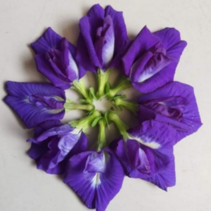 Blue Ternatea seeds 15 pcs per pack | Shopee Philippines