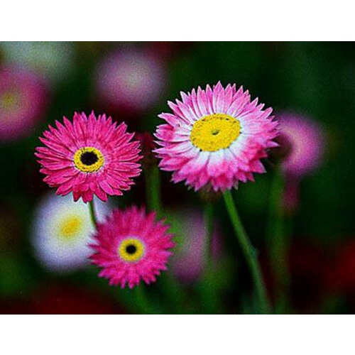 20PCS Paper Daisy - Everlasting - SEEDS Helipterum Roseum - Giant ...