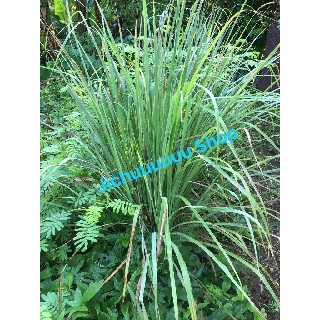 tanglad - Prices and Online Deals - Aug 2020 | Shopee Philippines