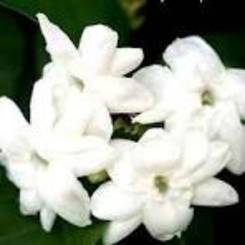 Filipino National Flower | Best Flower Site