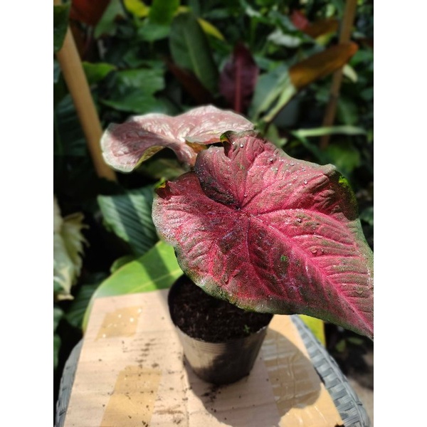 Caladium Red Emperor | Shopee Philippines