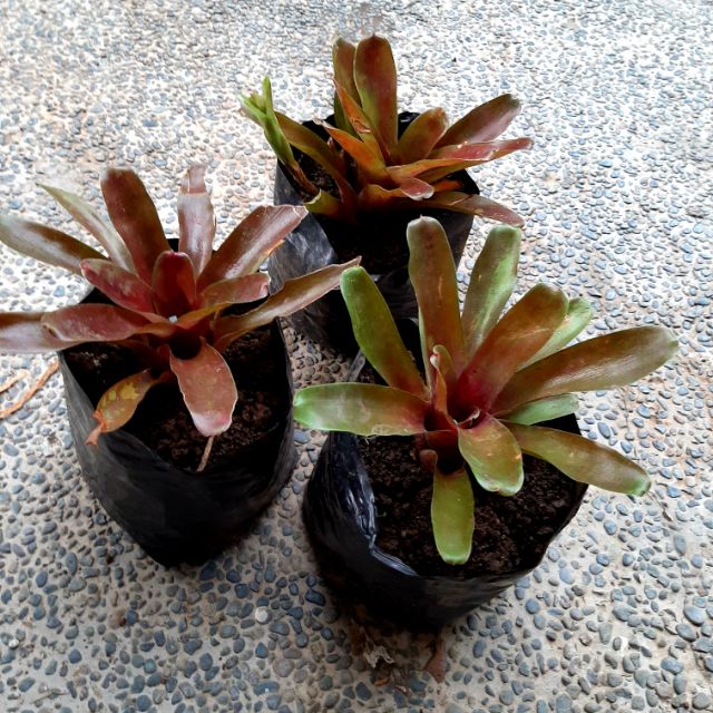 Neoregelia Fireball Bromeliad | Shopee Philippines