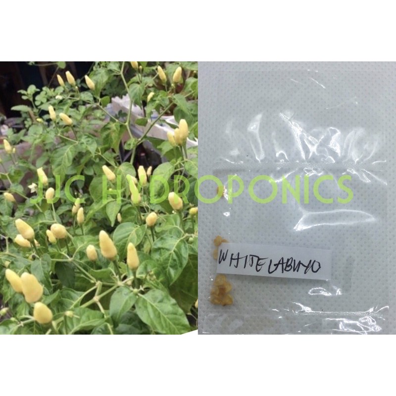 WHITE siling labuyo pepper 10 seed | Shopee Philippines