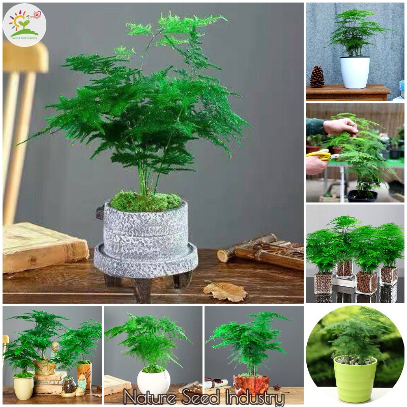 Asparagus Fern Tree Seeds for Planting 50 seeds Asparagus Fern Plant ...