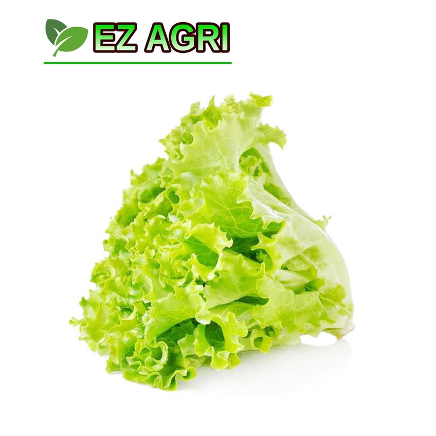 HYBRID LETTUCE FOR HYDROPONICS FANFARE ICEBERG ROMAINE LOLO ROSA RED ...