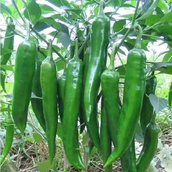 SILI PANIGANG / Siling Haba Chili Seeds - 300seeds | Shopee Philippines