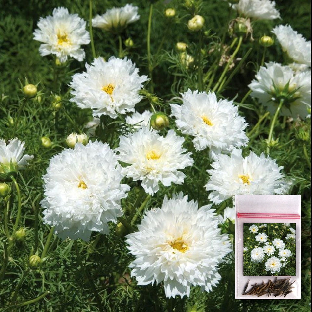 Cosmos Double Click Snow Puff 20 Seeds Cosmos Bipinnatus | Shopee ...