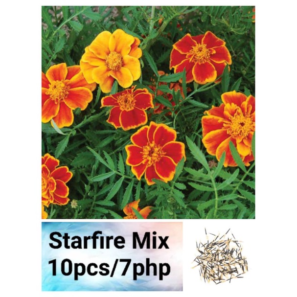 Marigold Starfire Mix Seeds (10pcs) | Shopee Philippines