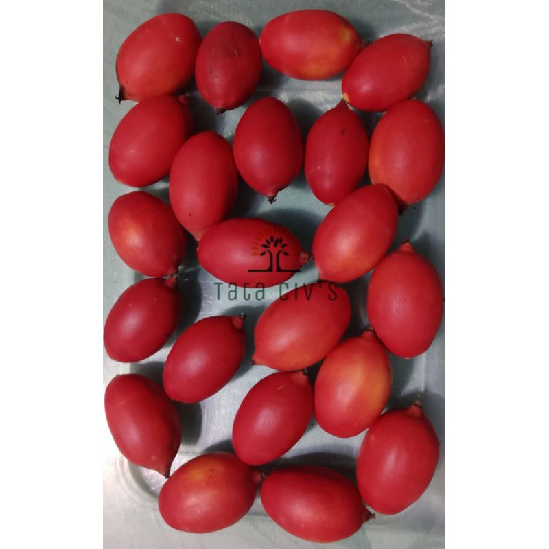 royal-palm-tree-seeds-30-99-shopee-philippines