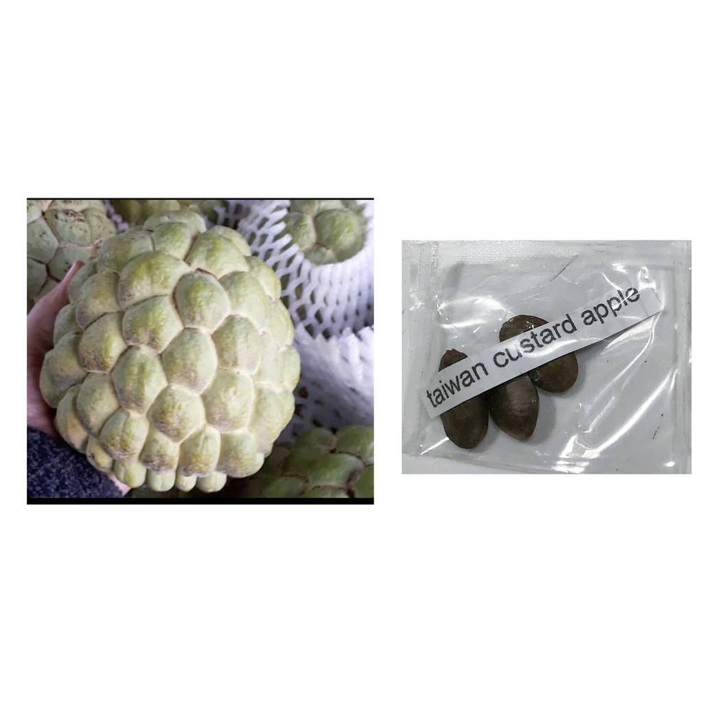 taiwan sugar custard apple atis seeds | Shopee Philippines