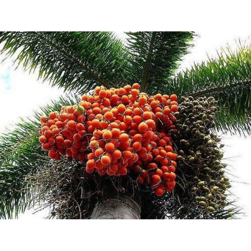 FOXTAIL PALM TREE SEEDS 1pc Shopee Philippines