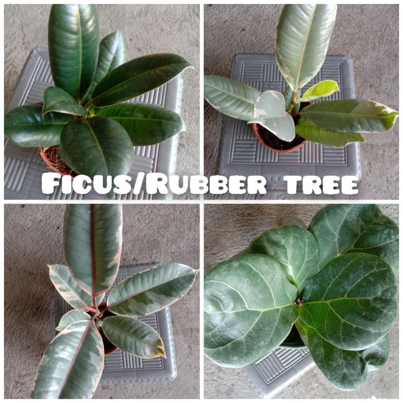 Ficus/ Rubber Tree Live Plant | Shopee Philippines