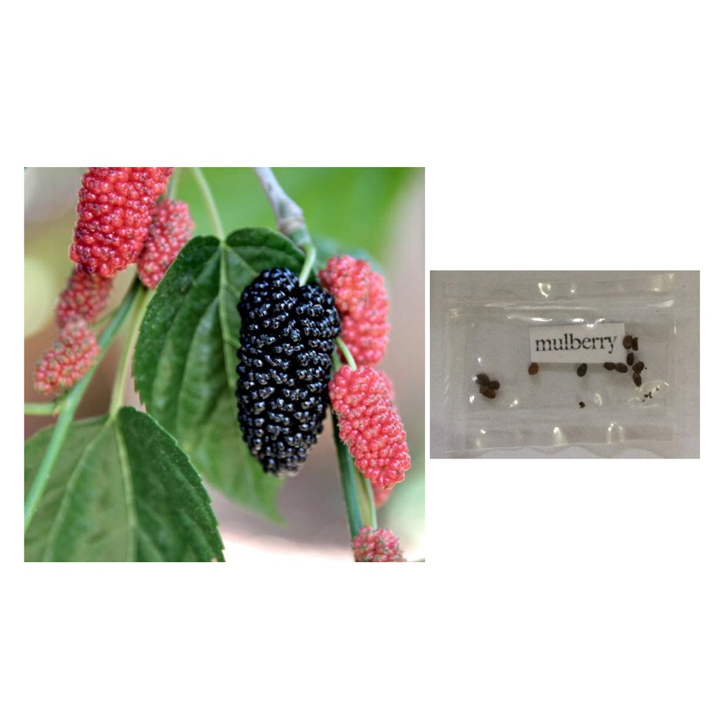 mulberry fruit seeds | Shopee Philippines