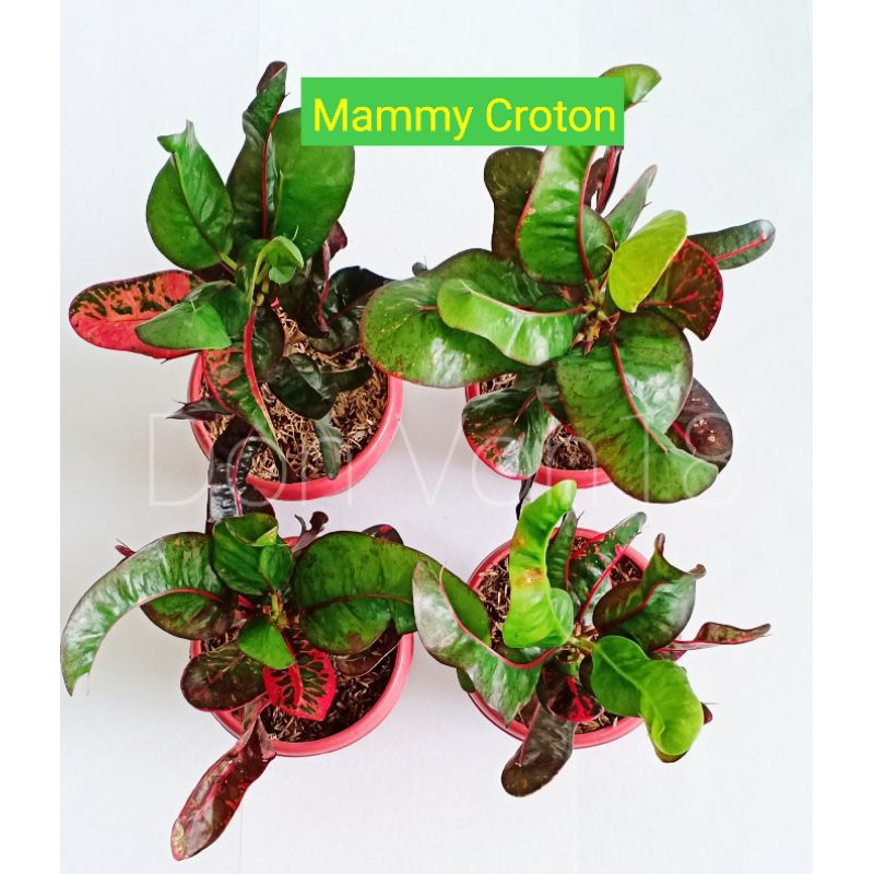 San Francisco Thai croton (Tha chang) Rare | Shopee Philippines