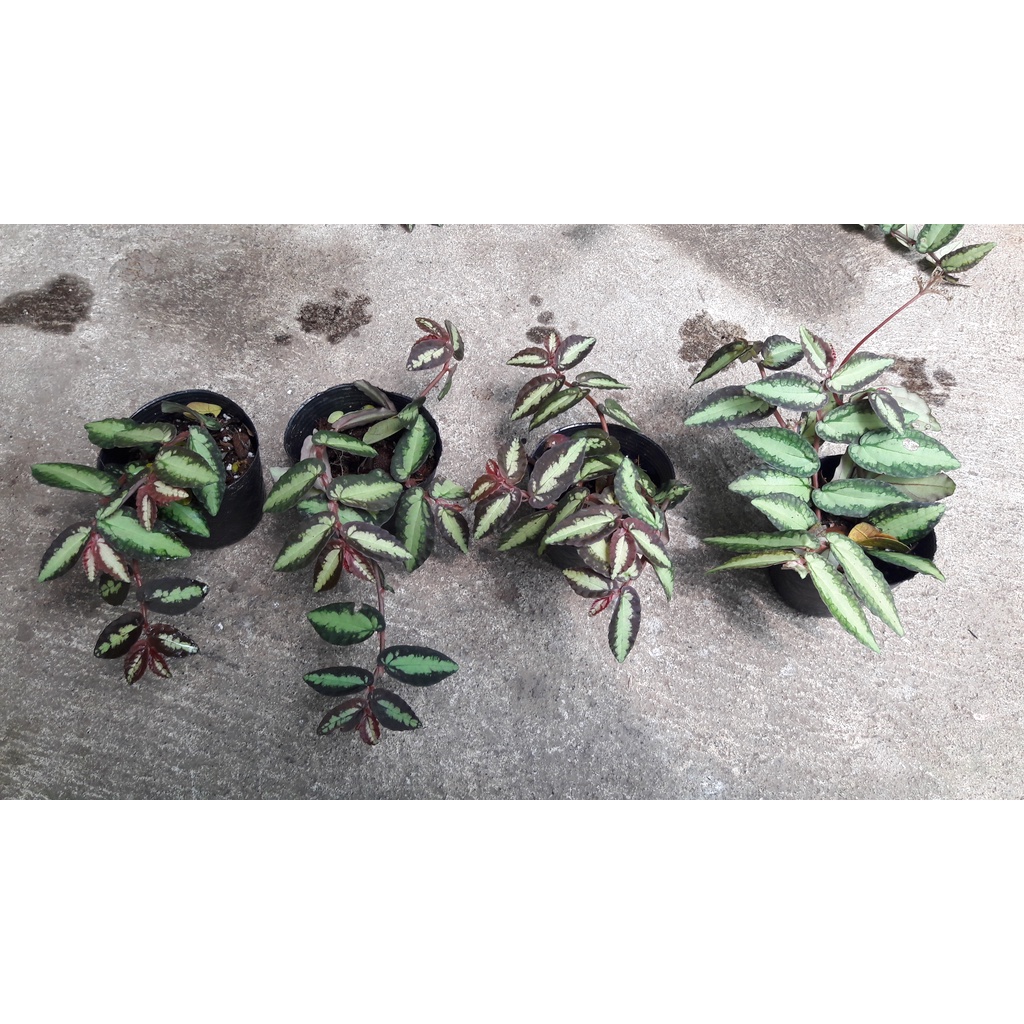 Pellionia repens ( Watermelon Begonia / Procris repens ) | Shopee ...