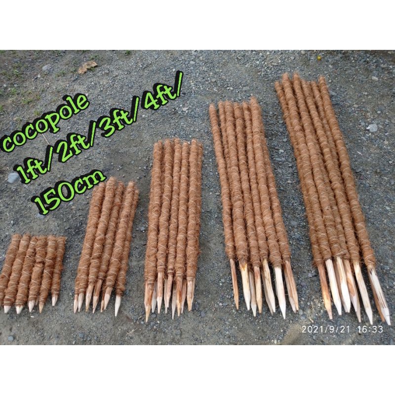 Coco pole for plants (1ft/2ft/3ft/4ft/150cm)/coco pole/cocopole ...